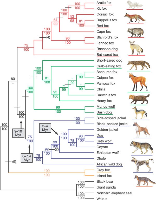 Les interactions entre le chien et l’être humain, selon Dominique ...